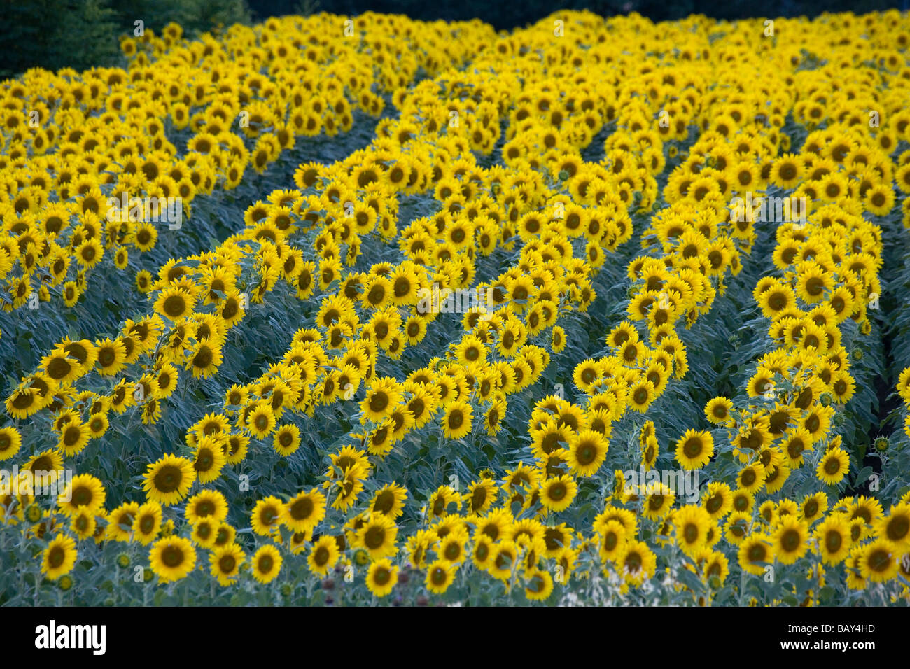 Blooming sunflower field, Alpes-de-Haute-Provence, Provence, France ...