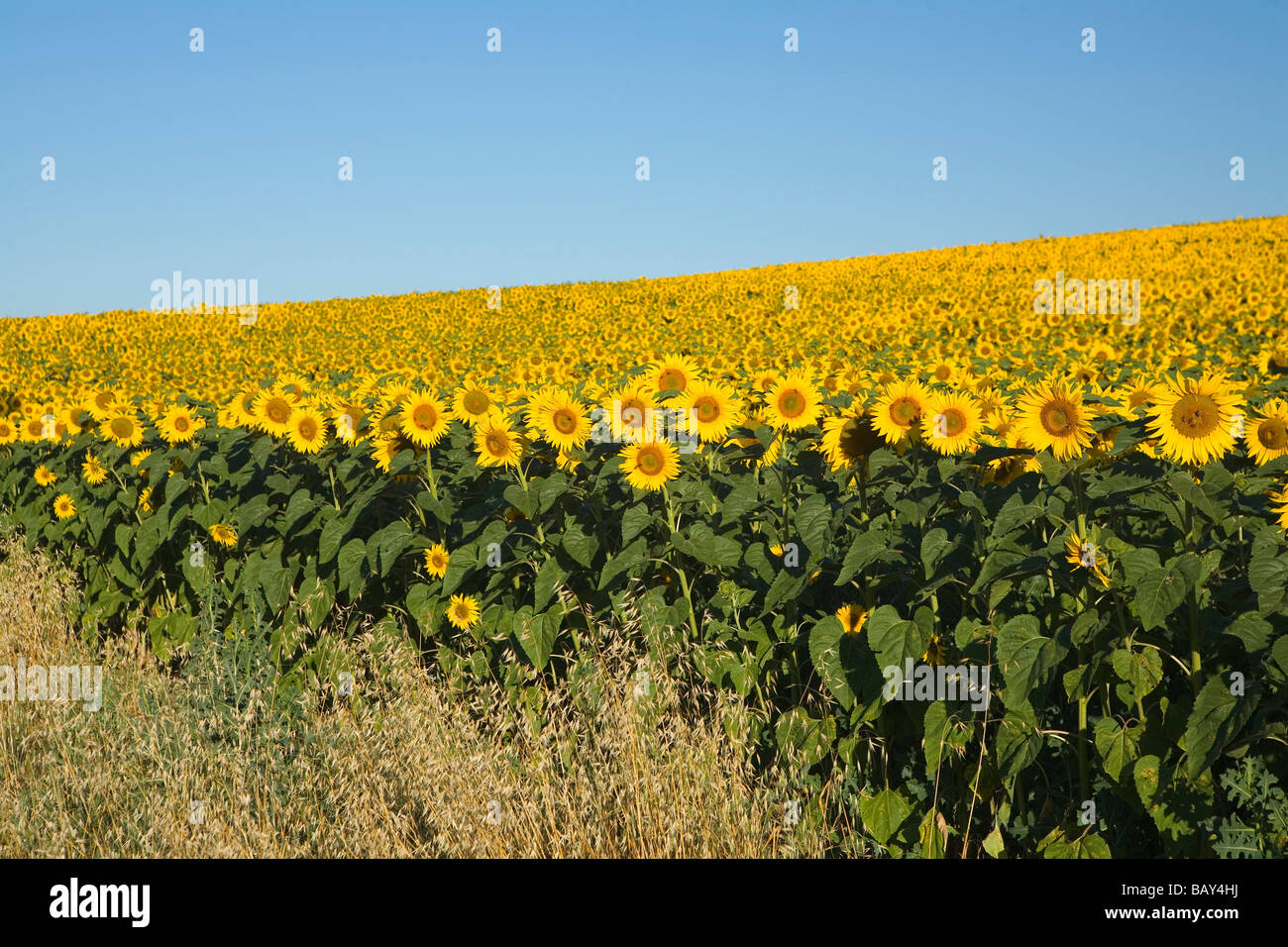 Sunflower field hi-res stock photography and images - Alamy