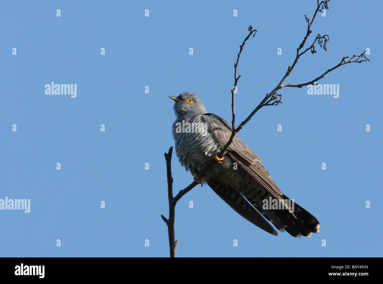 Cuckoo sitting on dead branch on song post tree Stock Photo - Alamy