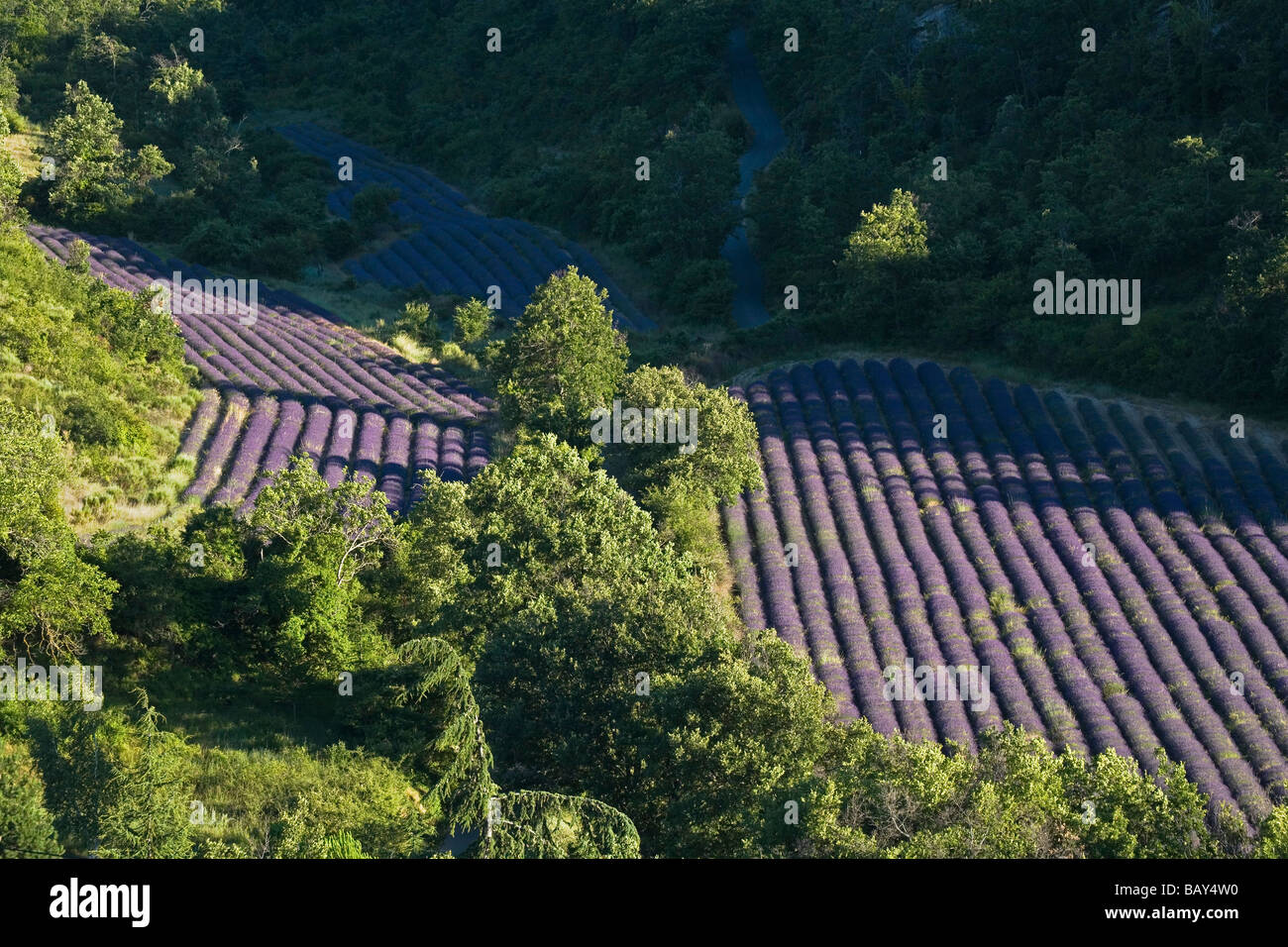 Blooming lavender fields, Luberon mountains, Vaucluse, Provence, France ...