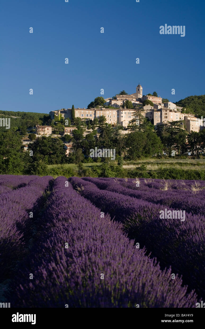 Blooming lavender field in front of the village Banon, Alpes-de-Haute ...
