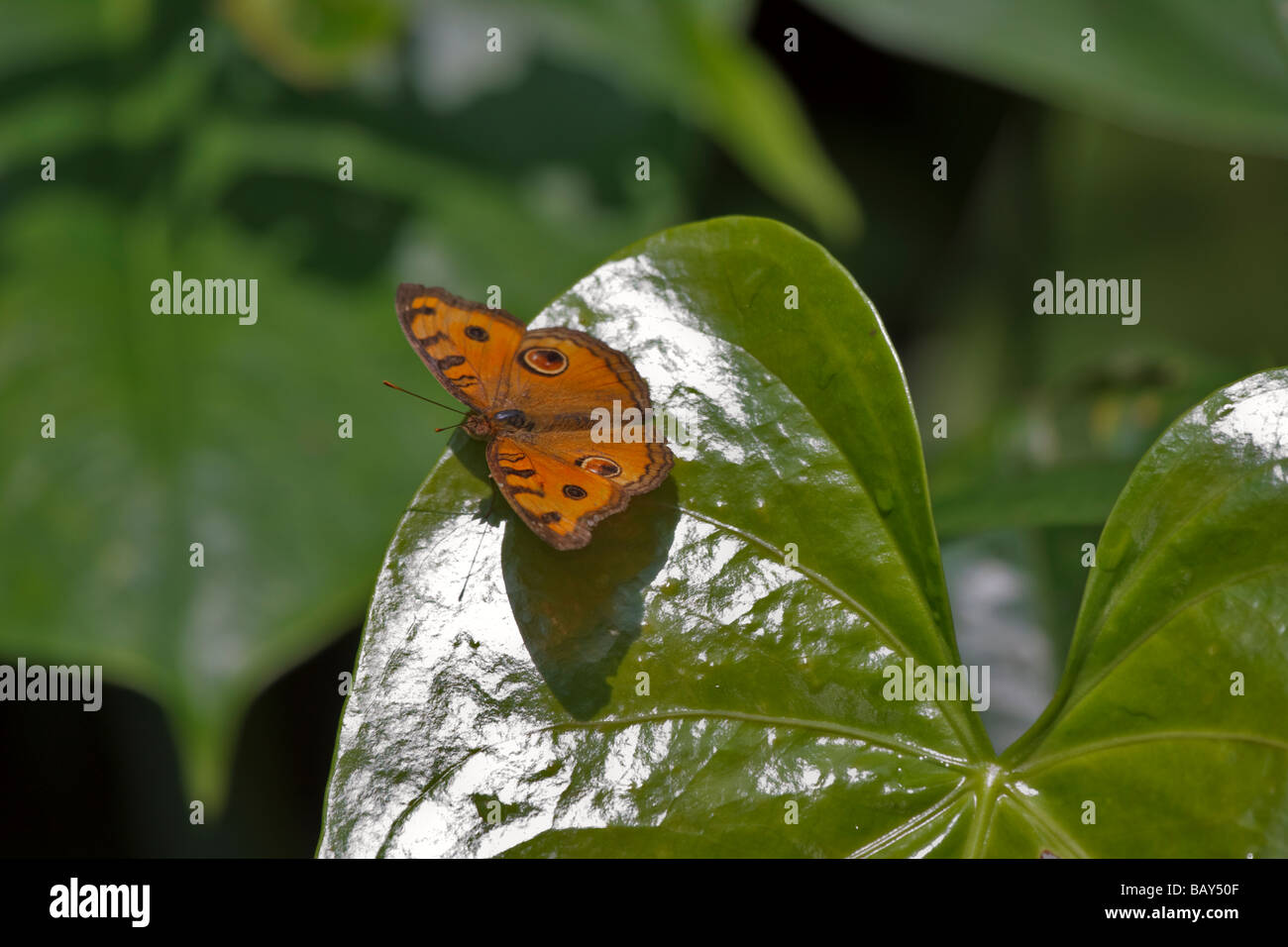 Peacock Pansy butterfly Junonia almana Stock Photo - Alamy