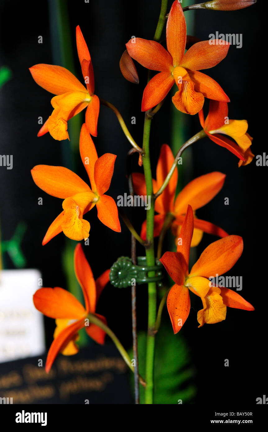 Orchid flowers. Bright orange cattleya Stock Photo - Alamy