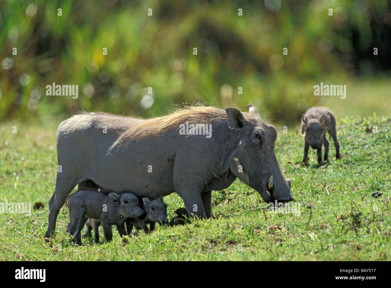Warthog with babies, Phacochoerus aethiopicus, Serengeti, Tanzania ...