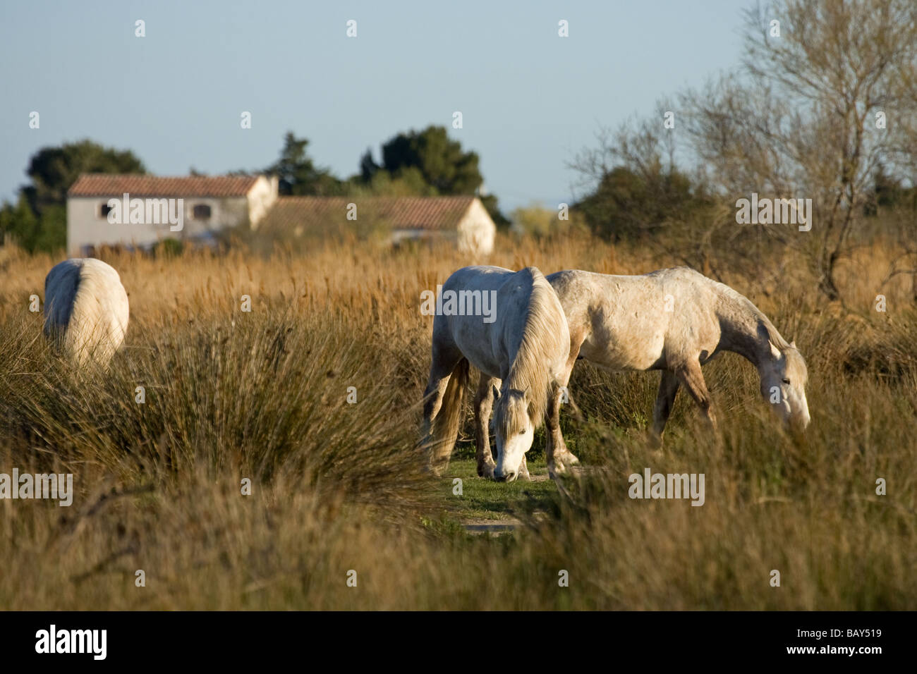 Camargue horses, Camargue, France Stock Photo - Alamy
