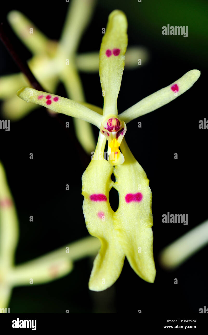 Renanthera orchid hi-res stock photography and images - Alamy