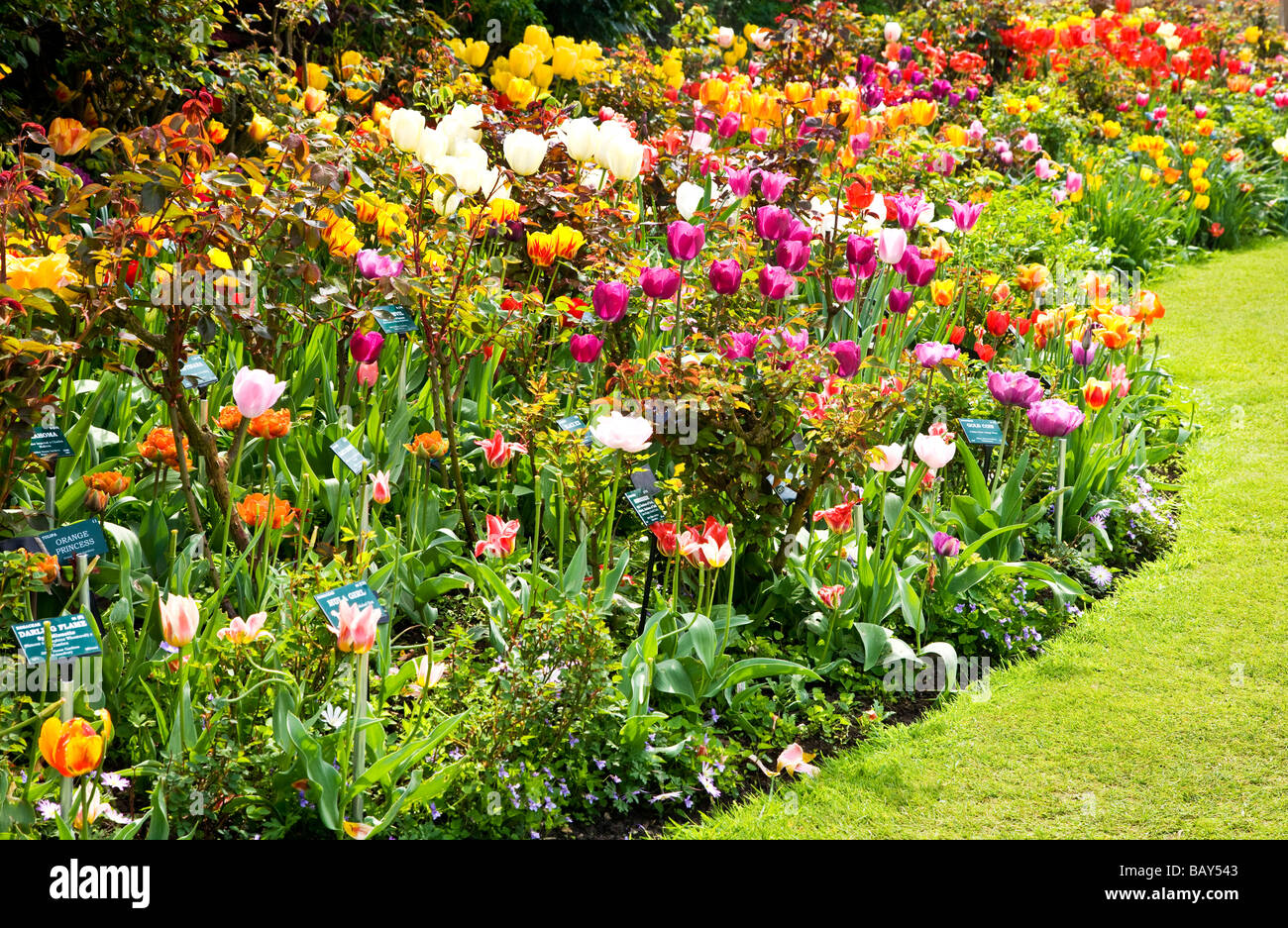 Many different varieties of brightly coloured tulips in a border at ...