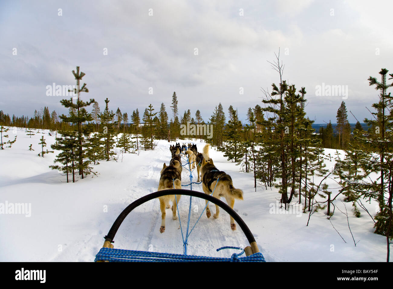 Ride with Dog Sledge through snowy landscape, Husky, Rovaniemi, Lapland ...