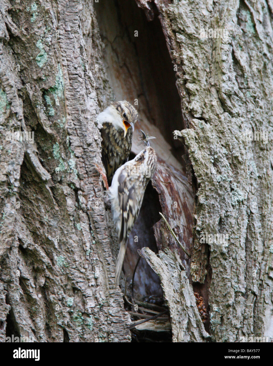 young Tree Creeper being fed by adult Stock Photo - Alamy
