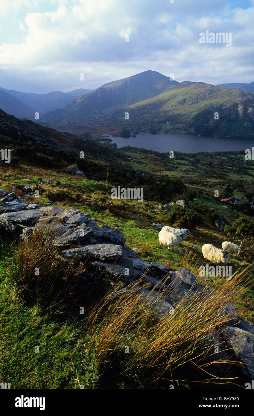 Sheep in healy pass ireland hi-res stock photography and images - Alamy