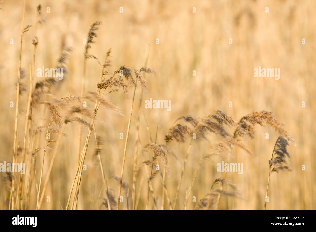 Reed grass in motion hi-res stock photography and images - Alamy