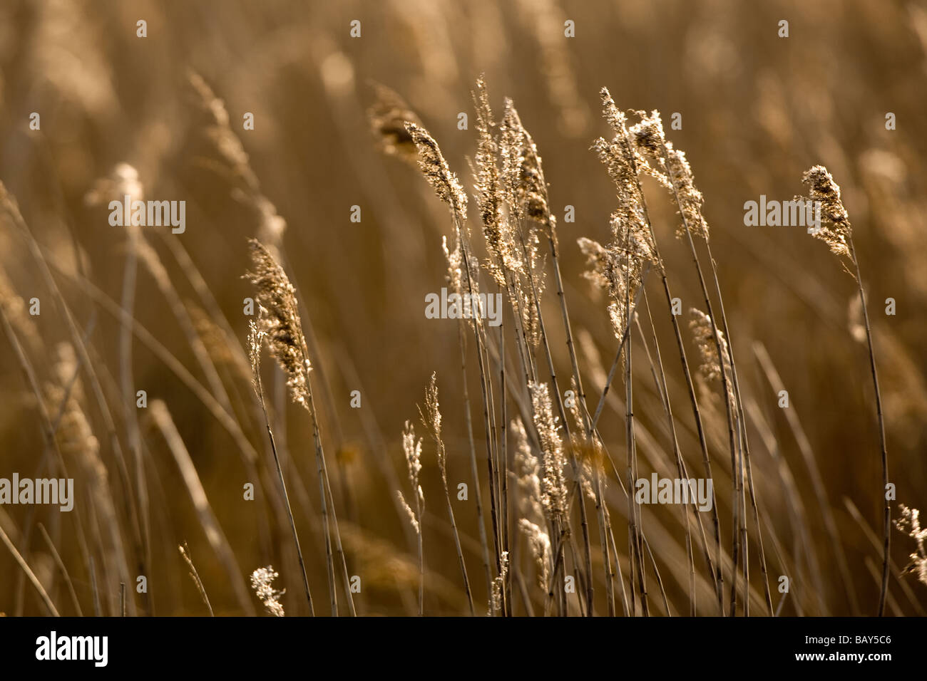 Wind swept grass hi-res stock photography and images - Alamy