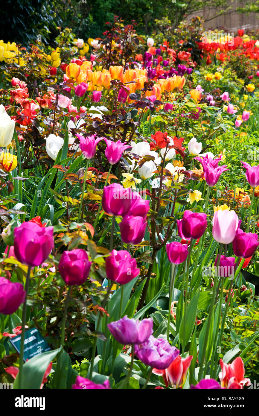 Many different varieties of brightly coloured tulips in a border at ...