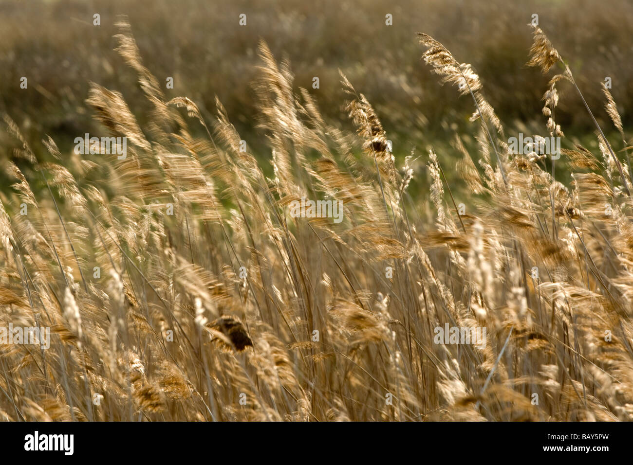 Wind blown Grass Reed in Marshland Stock Photo - Alamy