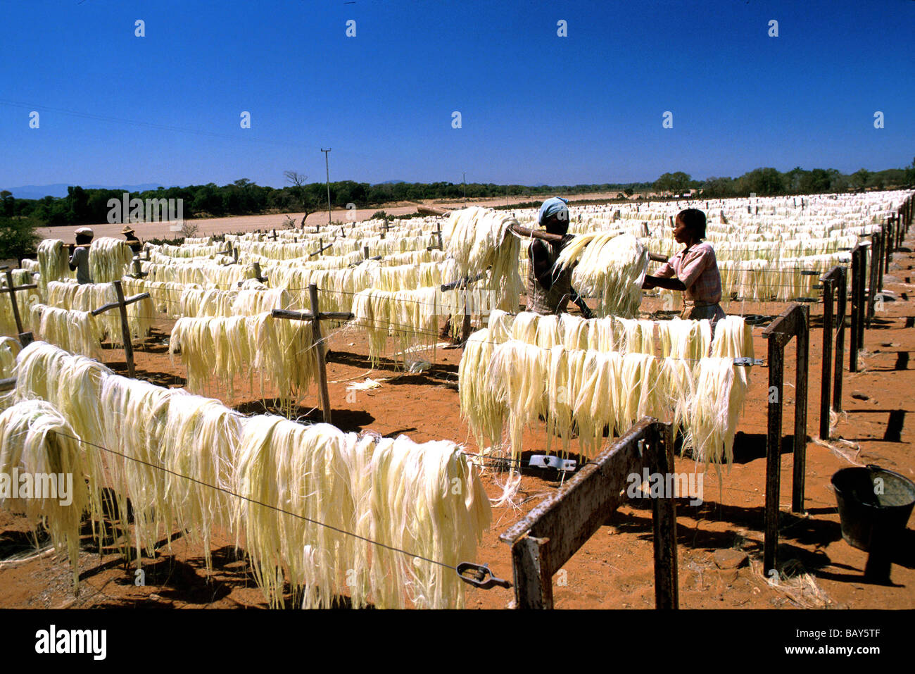 Sisal Fibers hung up for drying, Berenty, South Madagascar, Africa ...
