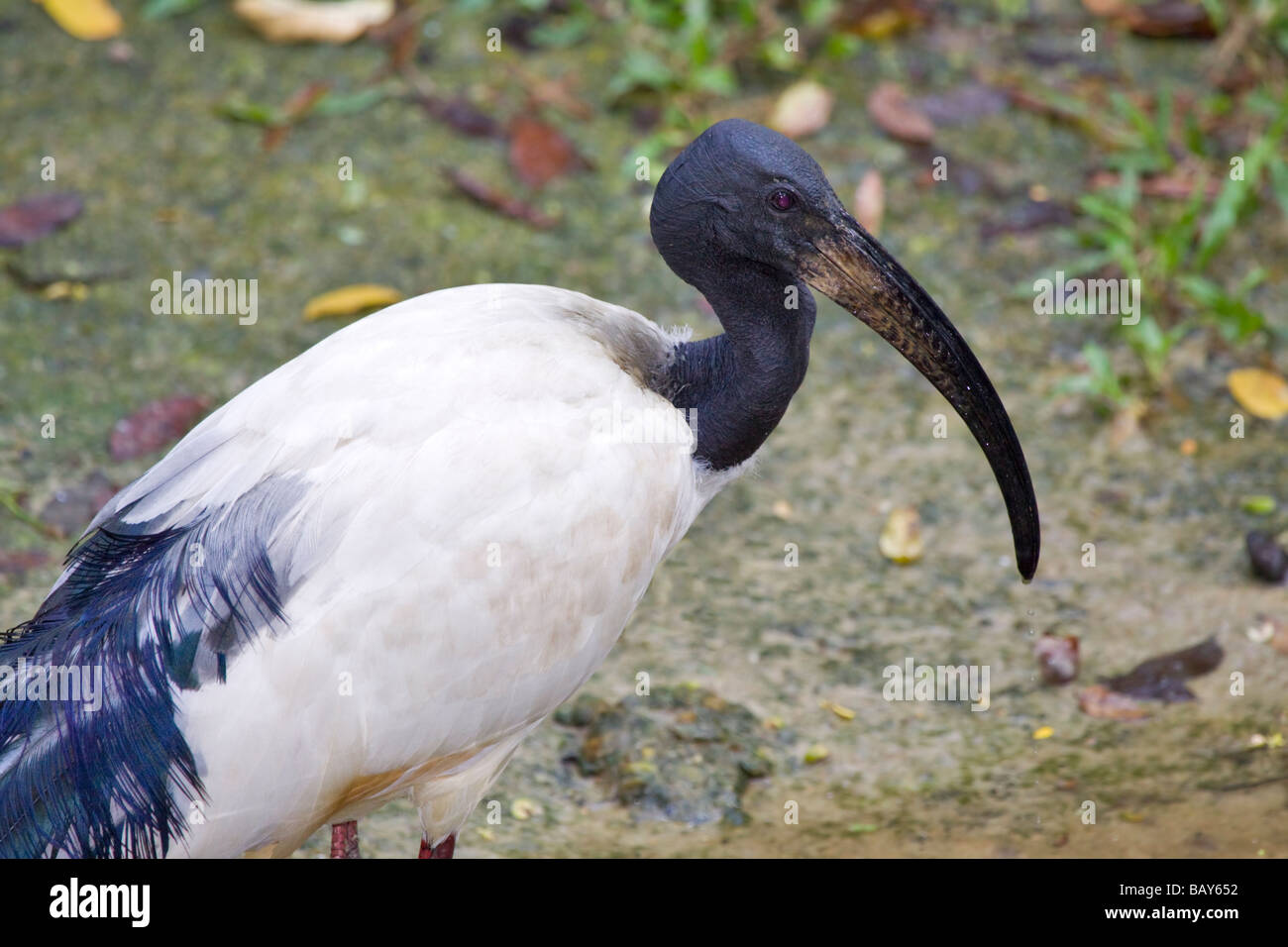Black-headed Ibis (Threskiornis melanocephalus Stock Photo - Alamy