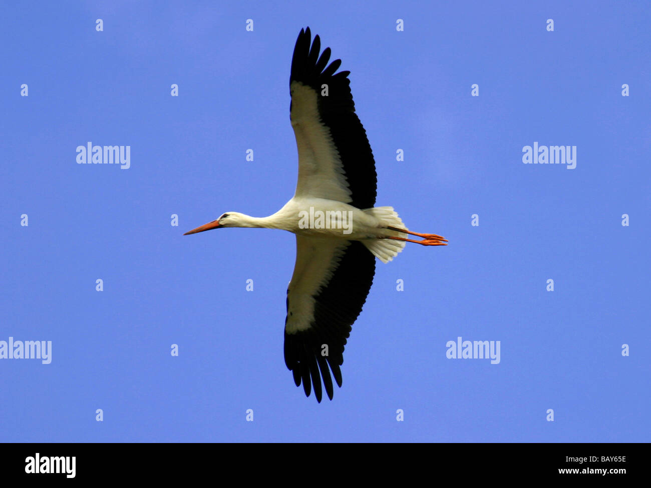 Flying storck, Germany Stock Photo - Alamy