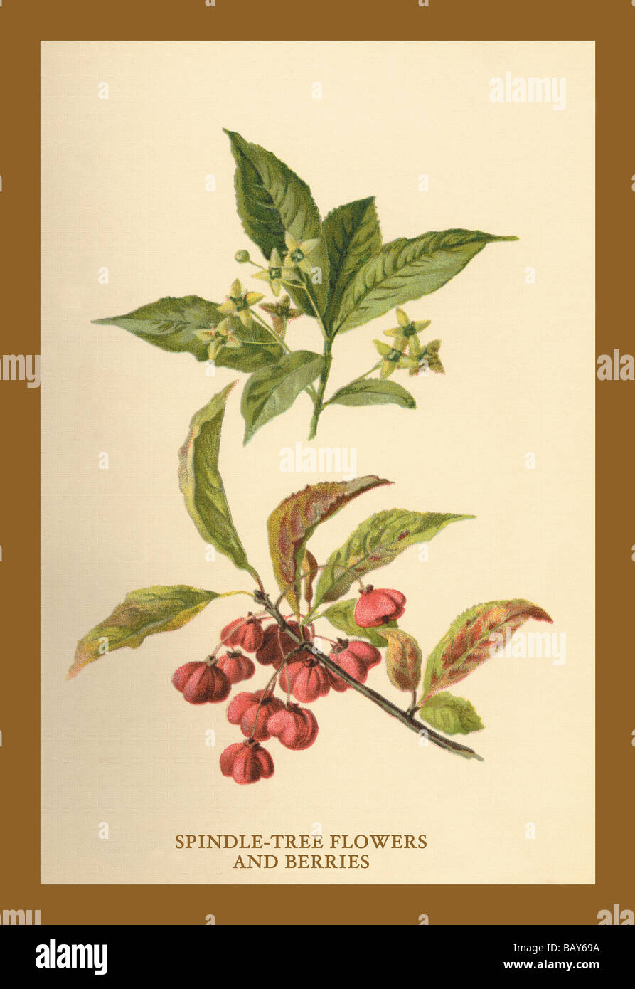 Spindle -Tree Flowers and Berries Stock Photo - Alamy