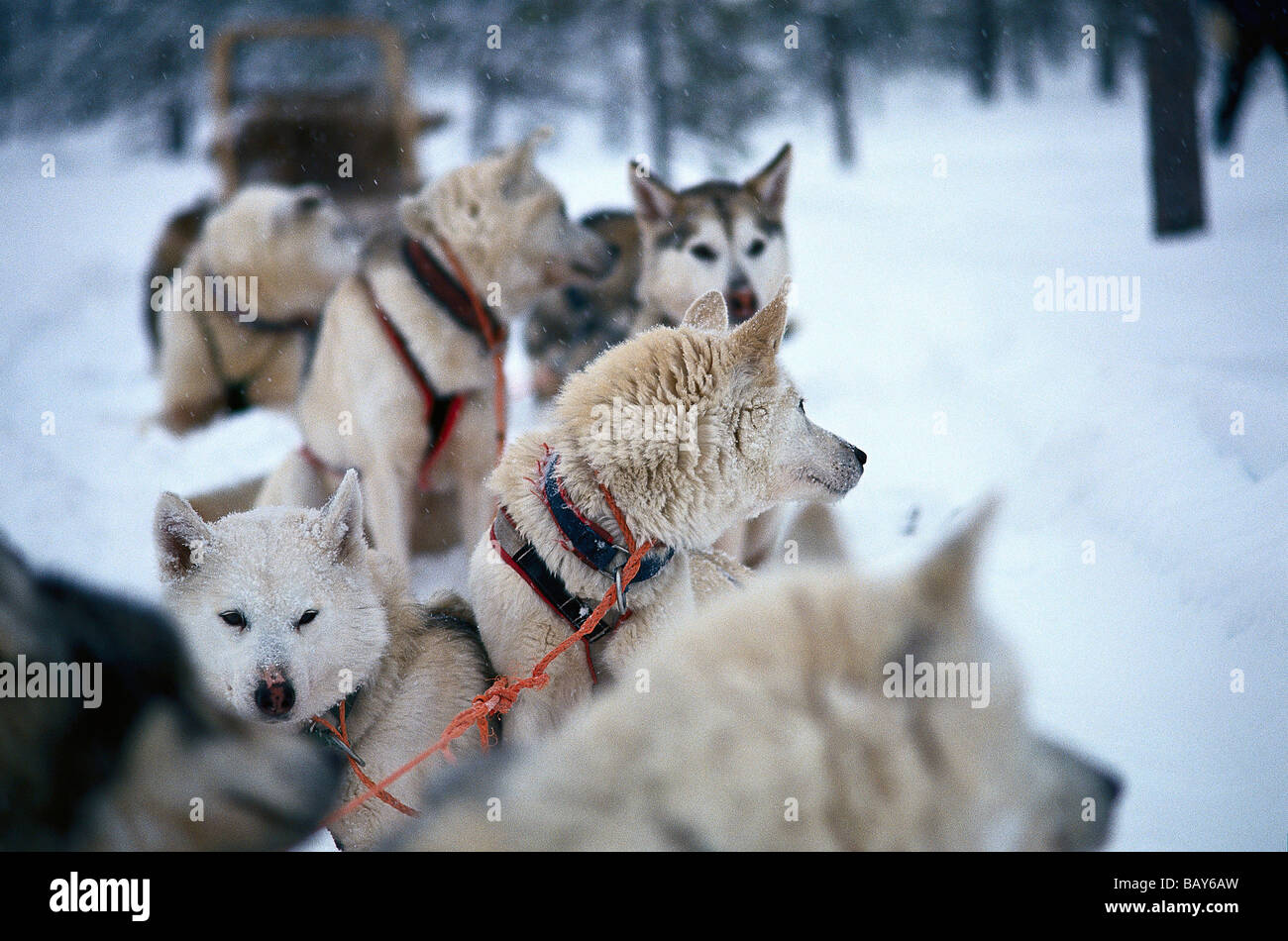 Husky lappland hi-res stock photography and images - Alamy