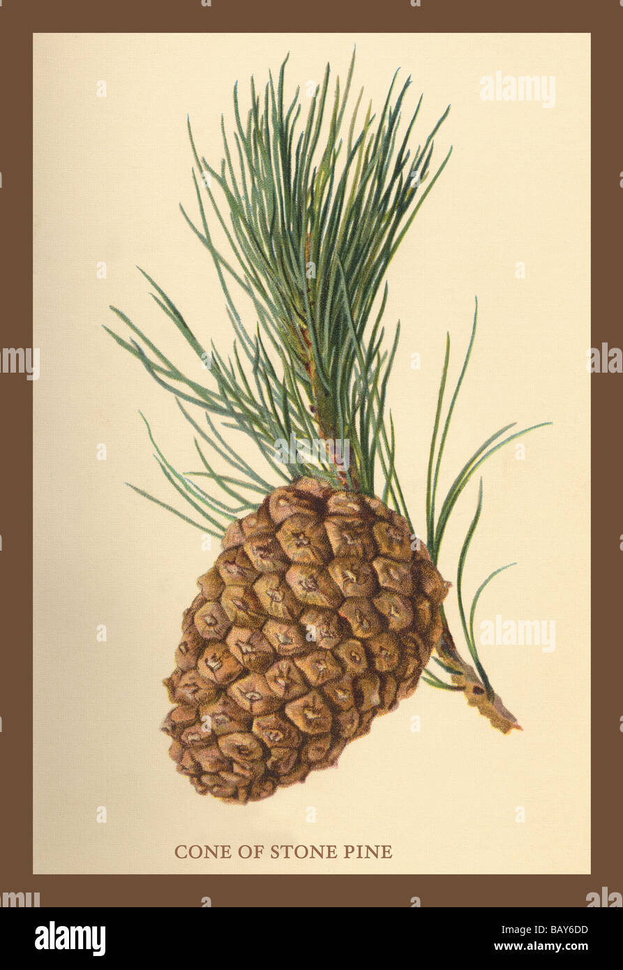 Cone of a Stone Pine Stock Photo - Alamy