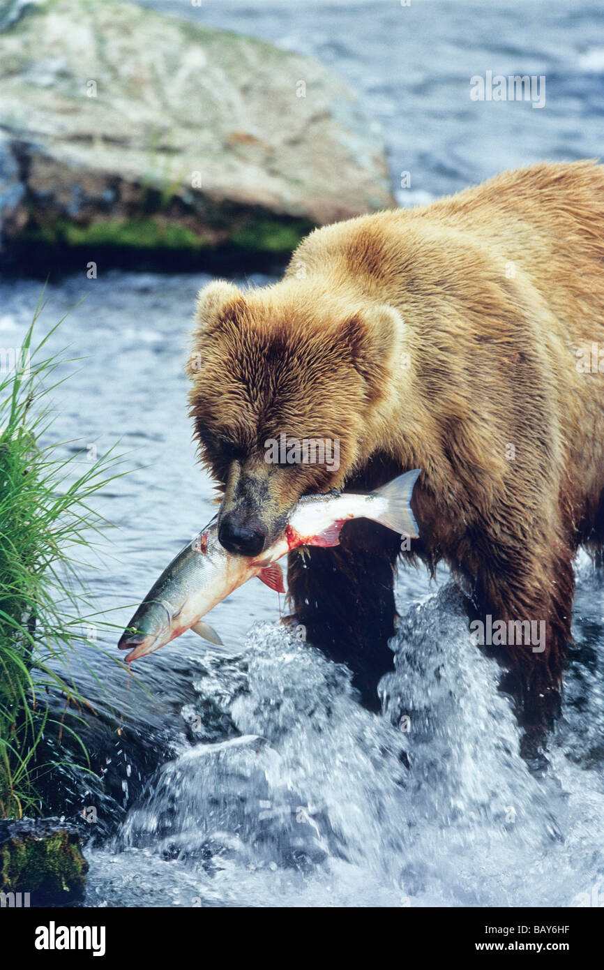 Grizzly with Salmon, Ursus arctos, Brooks River, Katmai Nationalpark ...