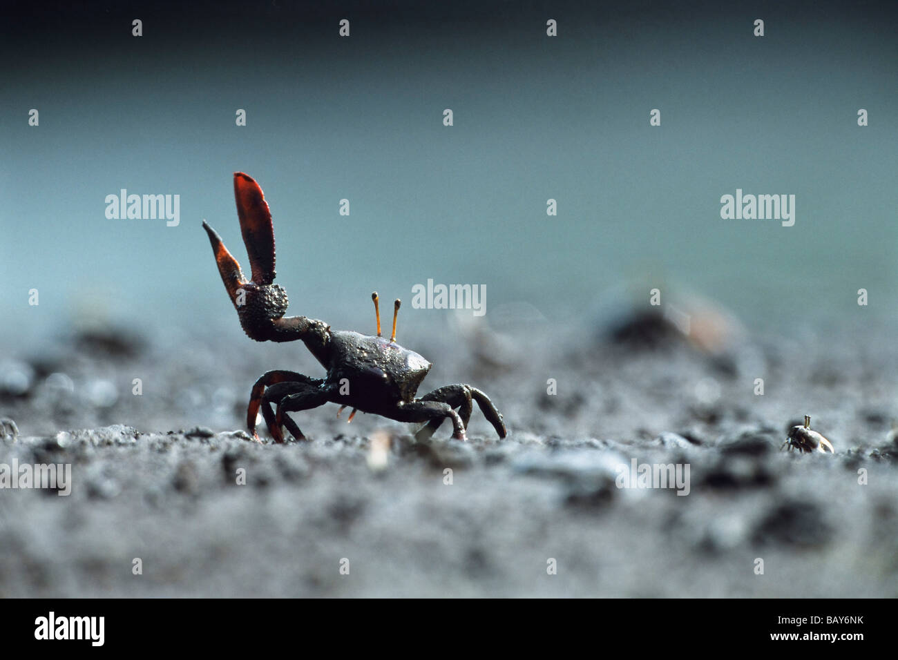 Fiddler Crab waving, Caroni Swamps, Trinidad, Caribbean Stock Photo - Alamy