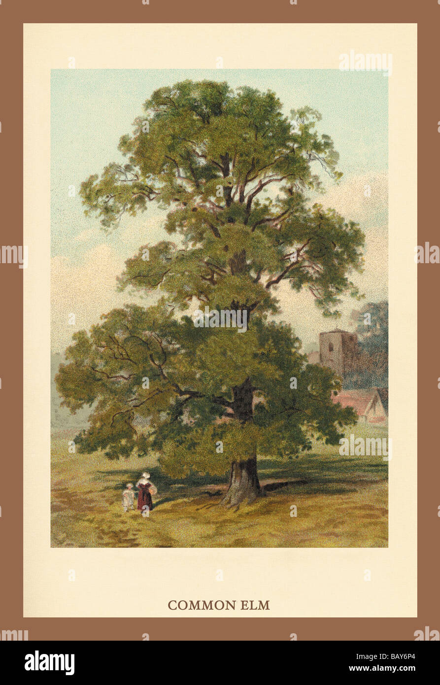 Common elm tree hi-res stock photography and images - Alamy