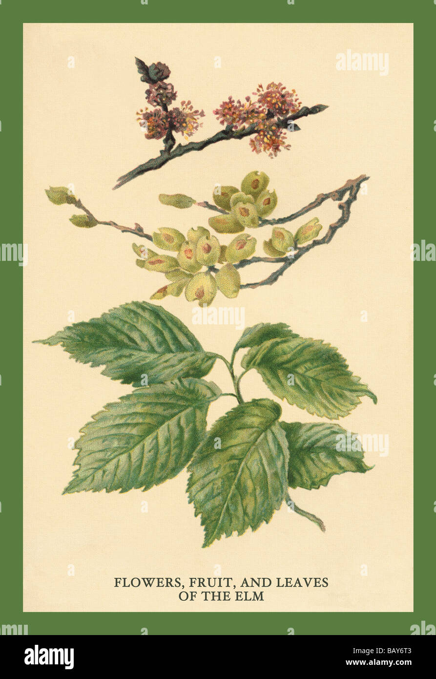 Elm tree leaves and fruits hi-res stock photography and images - Alamy