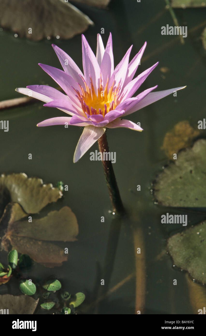 a single pink, water lily Stock Photo - Alamy