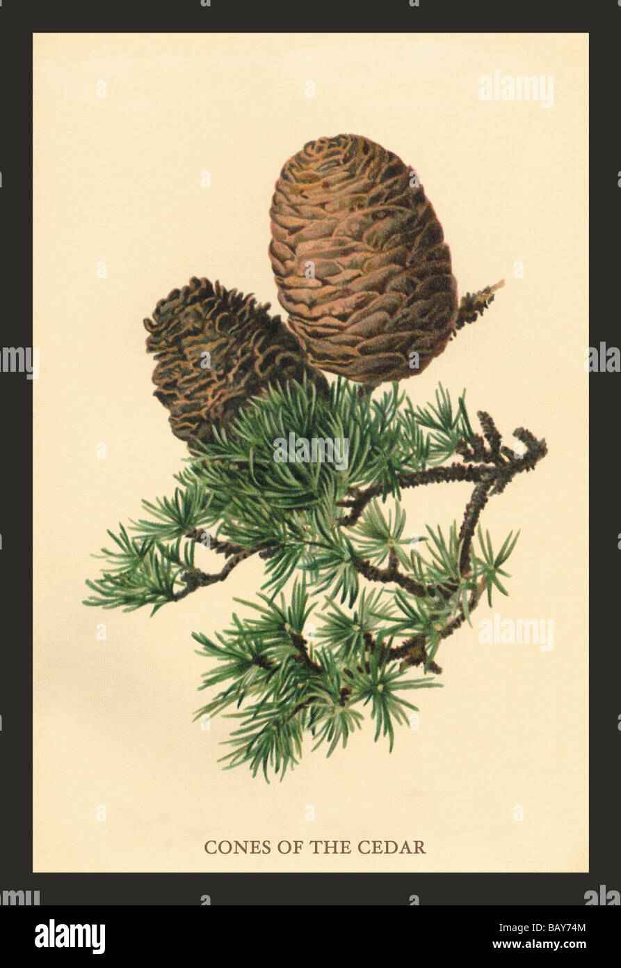 Cones of the Cedar Stock Photo - Alamy