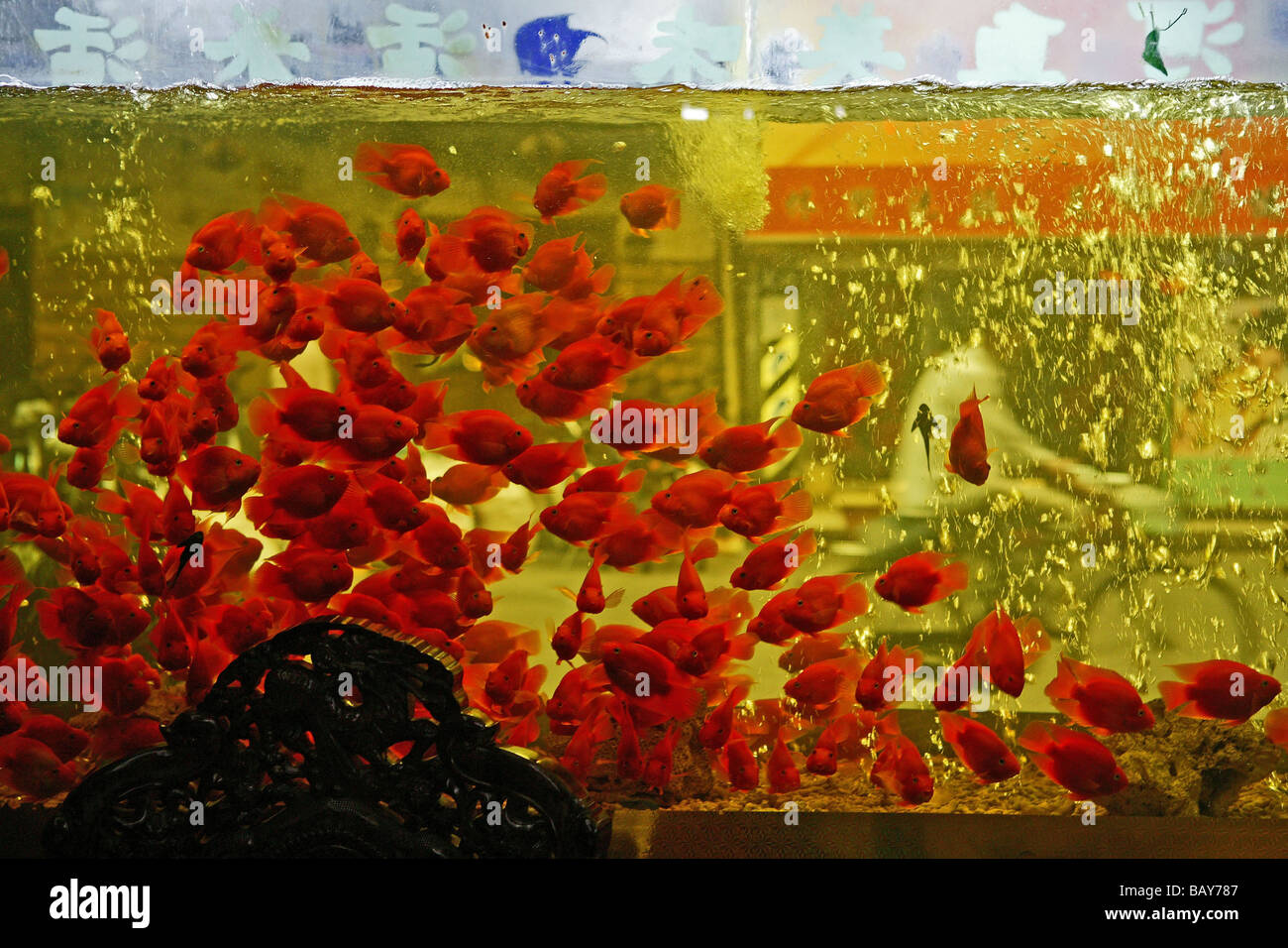 goldfish aquarium, restaurant in Hangkou, Feng shui, China Stock Photo ...