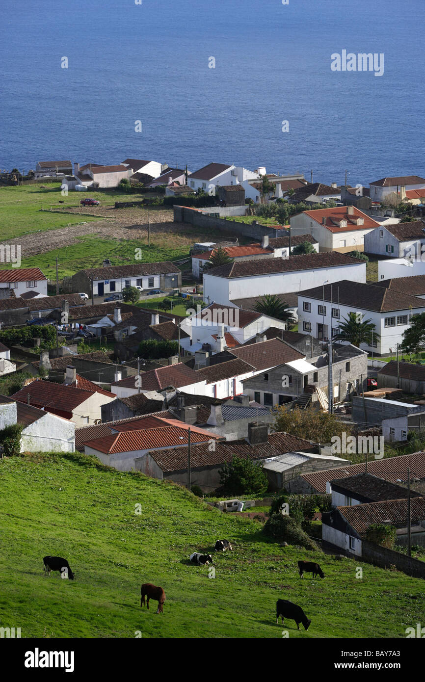 Cows grazing in hills above Agua Retorta, Azores, Portugal Stock Photo ...