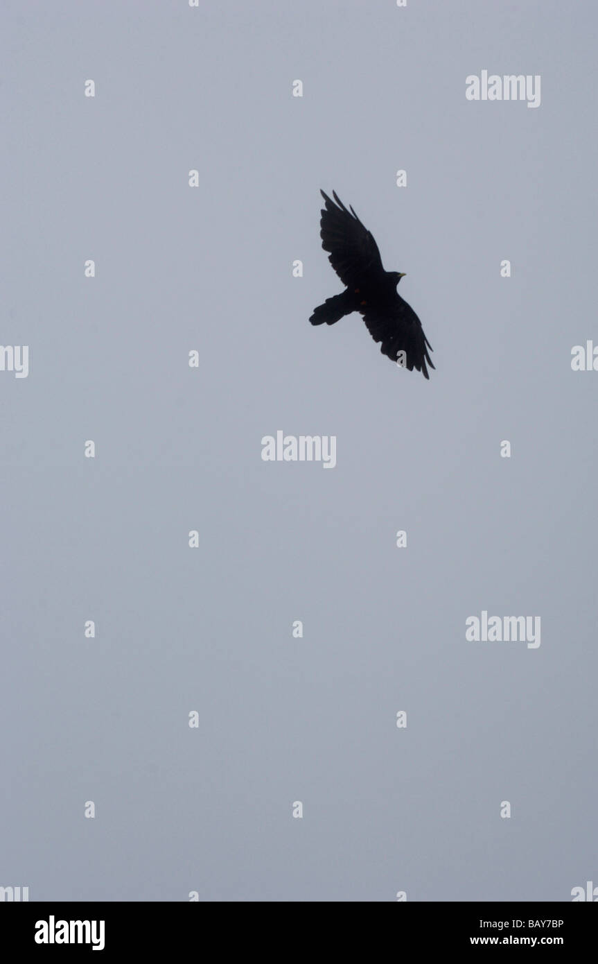 Crow flying shadow hi-res stock photography and images - Alamy