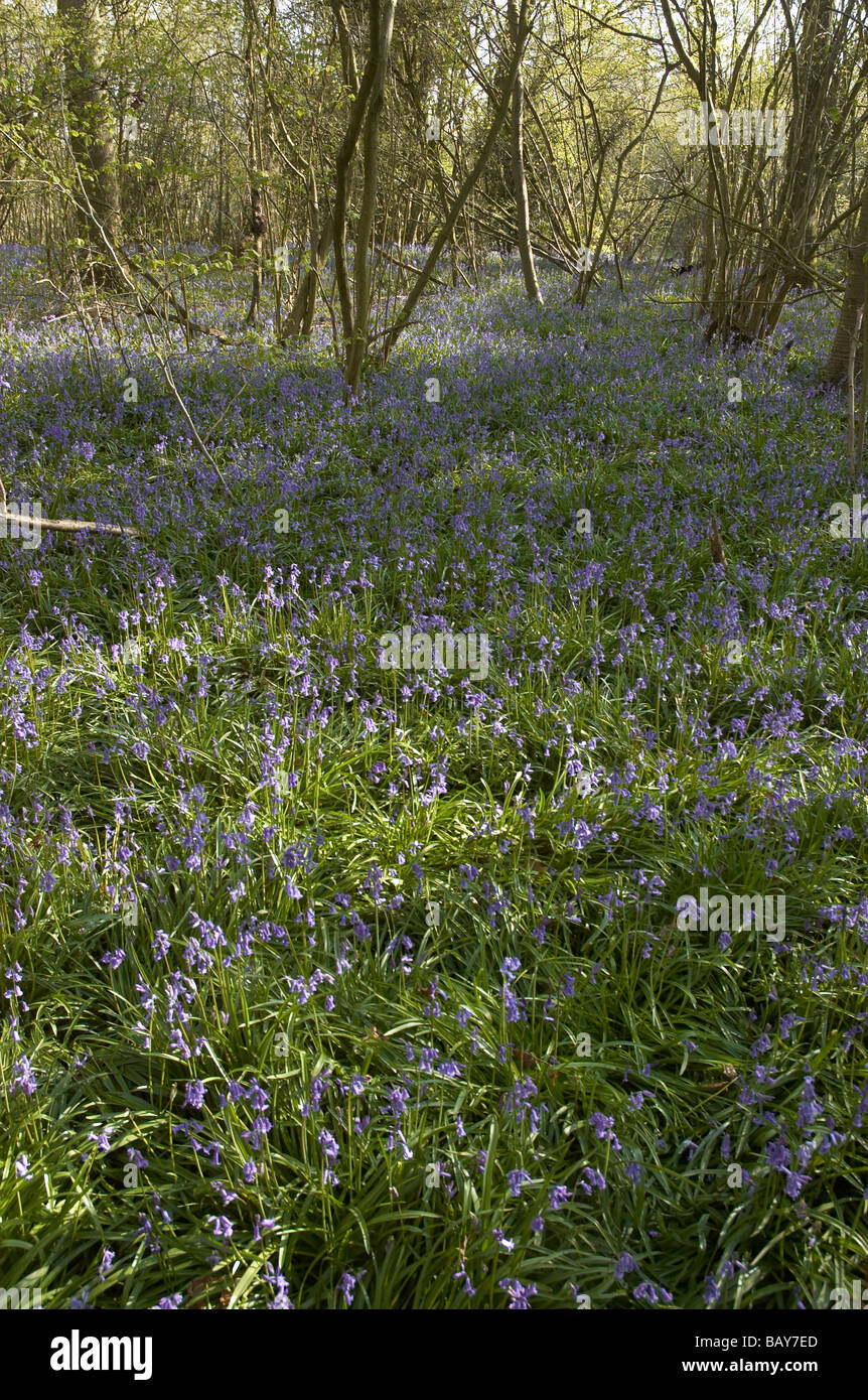 A view of Bluebells in spring in the UK Stock Photo - Alamy