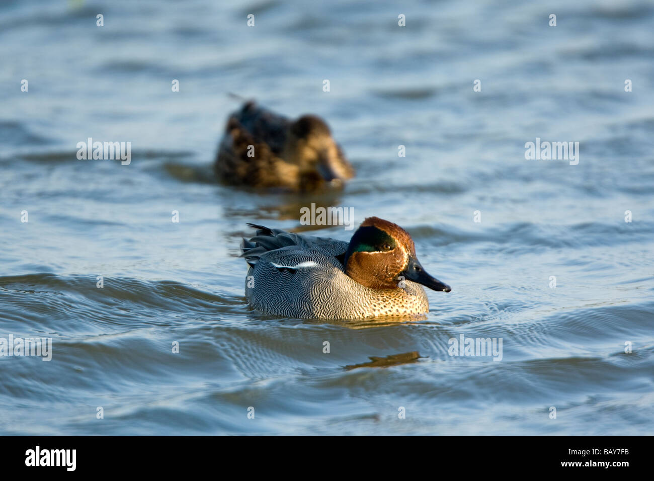 Female teal duck hi-res stock photography and images - Alamy