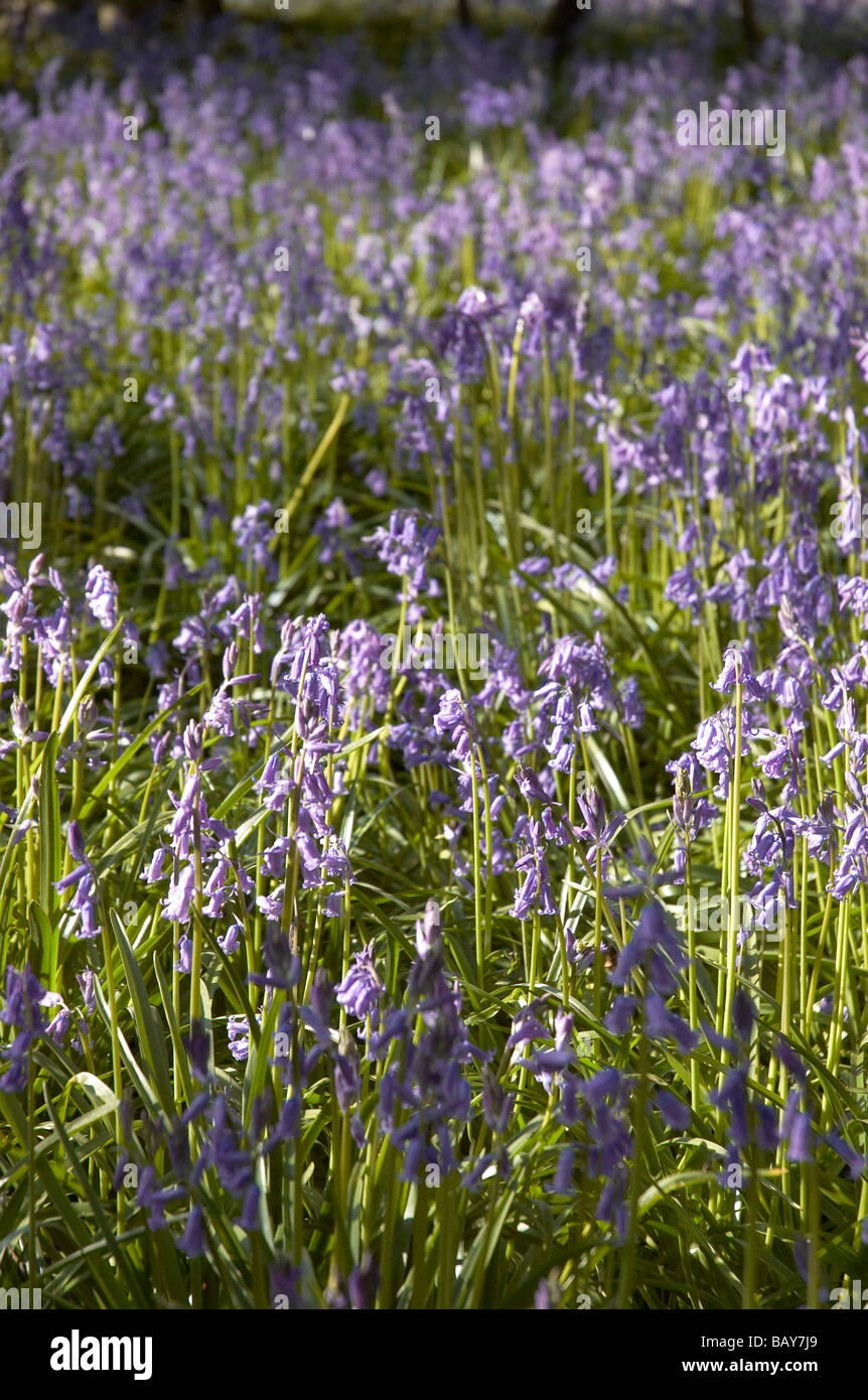 A view of Bluebells in spring in the UK Stock Photo - Alamy