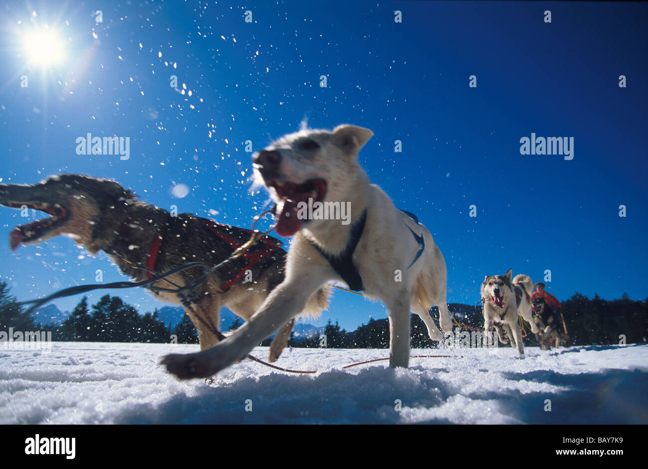 dog sled and driver in action, raised snow Stock Photo - Alamy