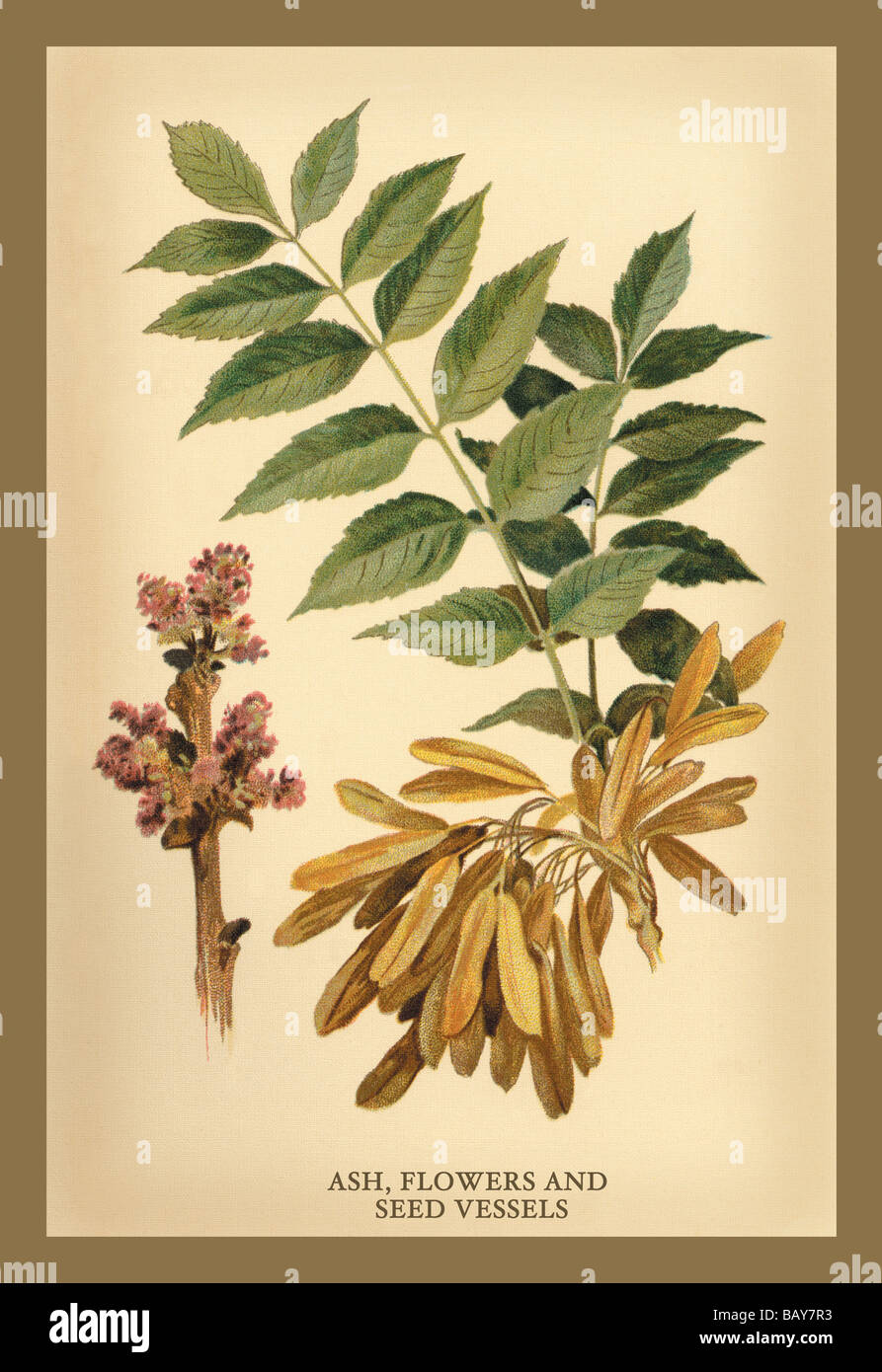 Ash,Flowers and Seed Vessels Stock Photo - Alamy