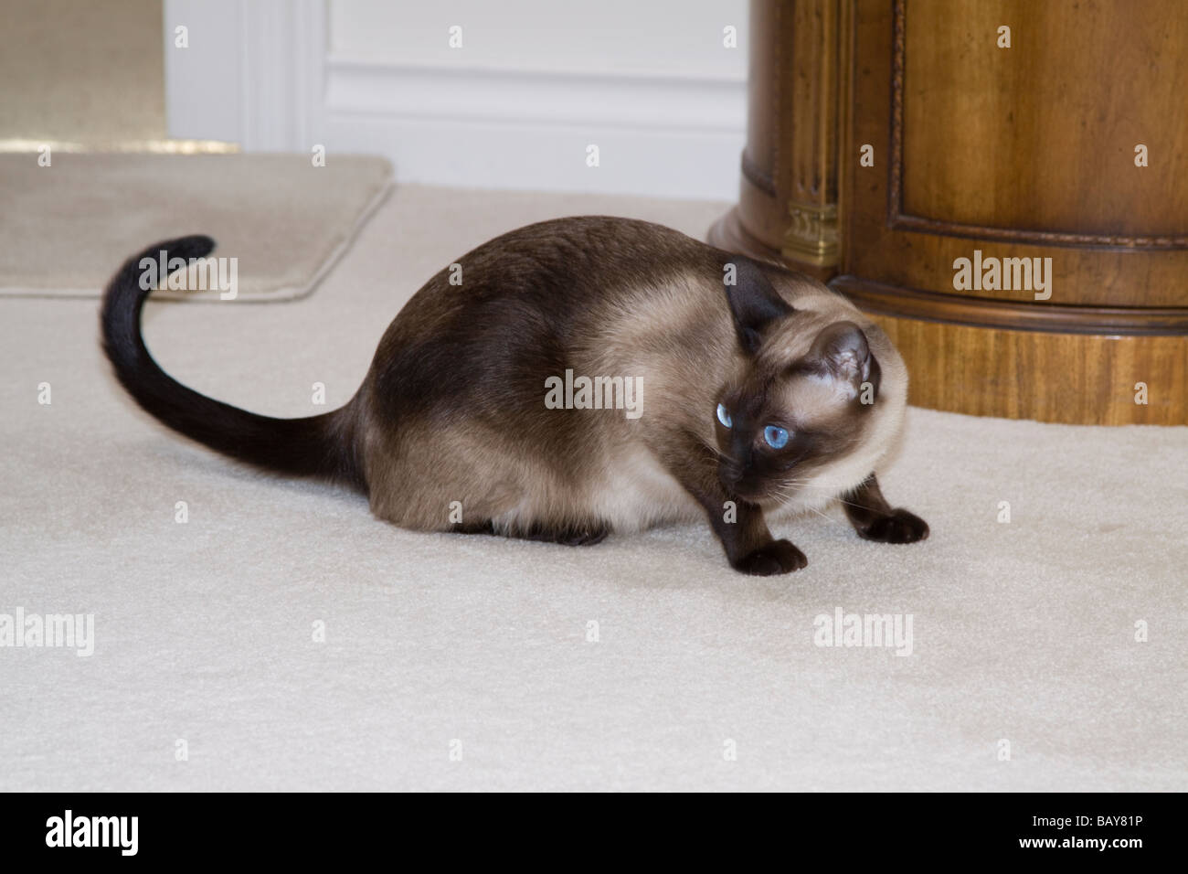 Cream point siamese domestic cat hi-res stock photography and images ...