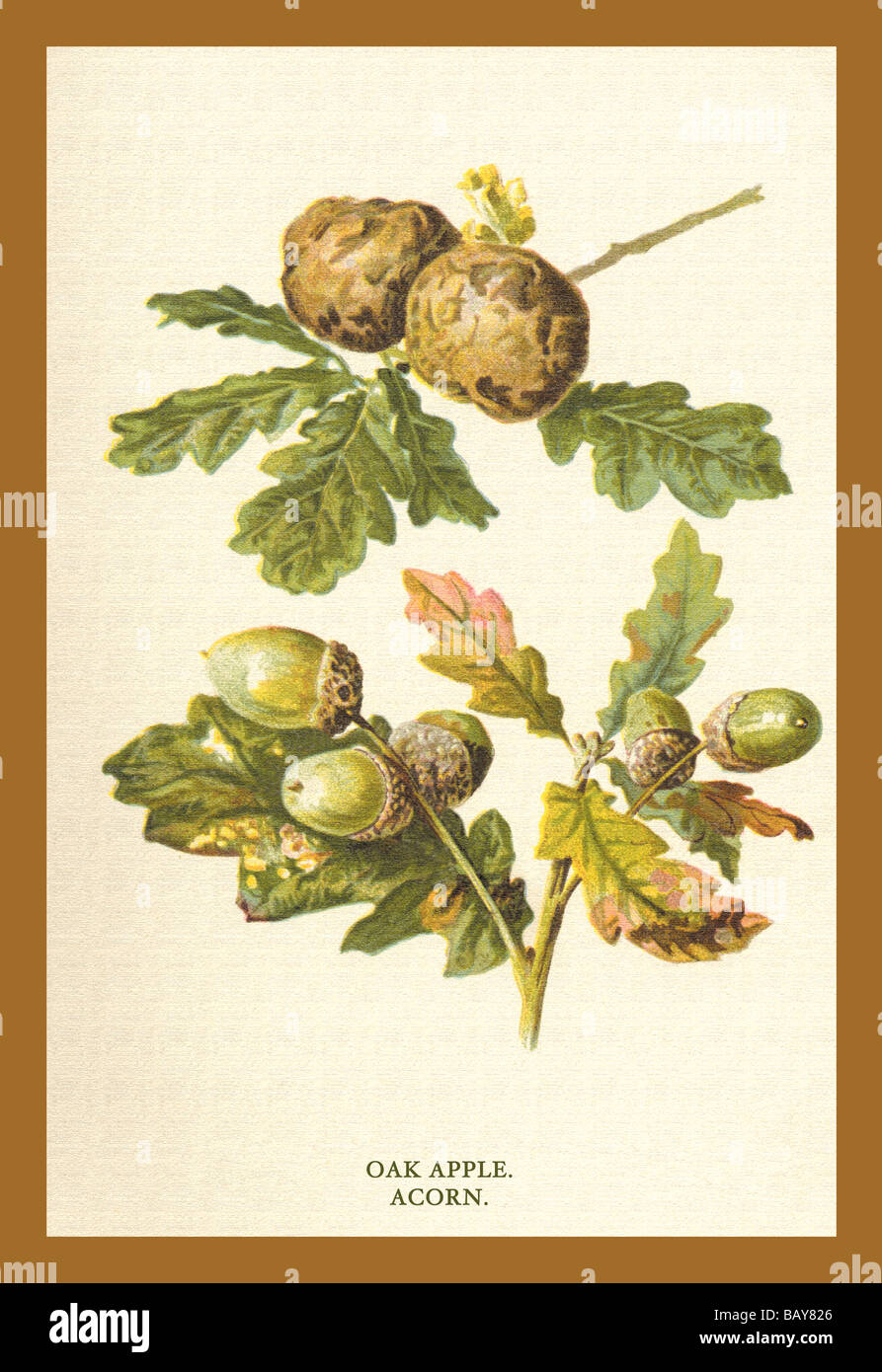 Oak Apple Acorn Stock Photo - Alamy