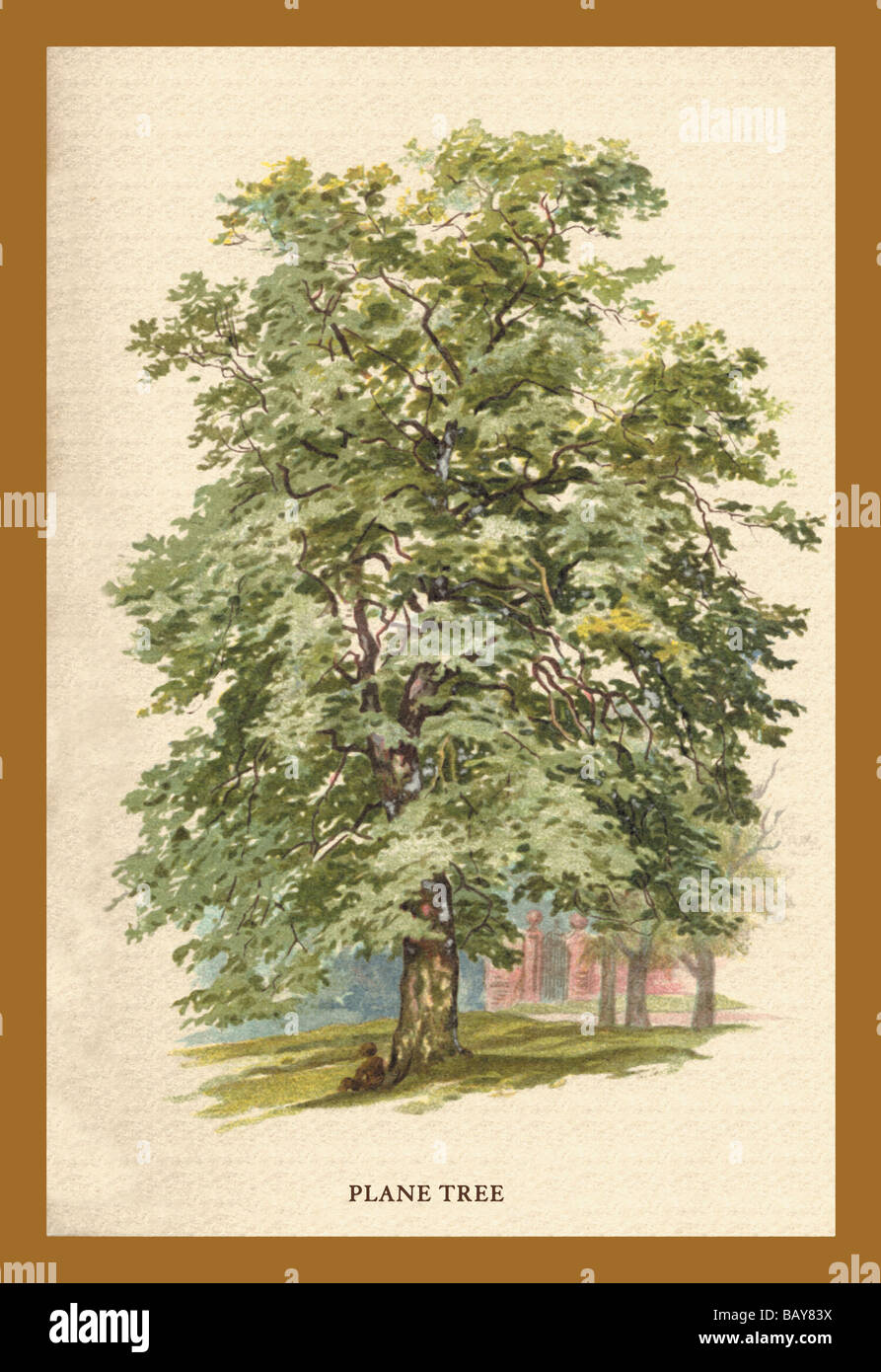 The Plane Tree Stock Photo - Alamy