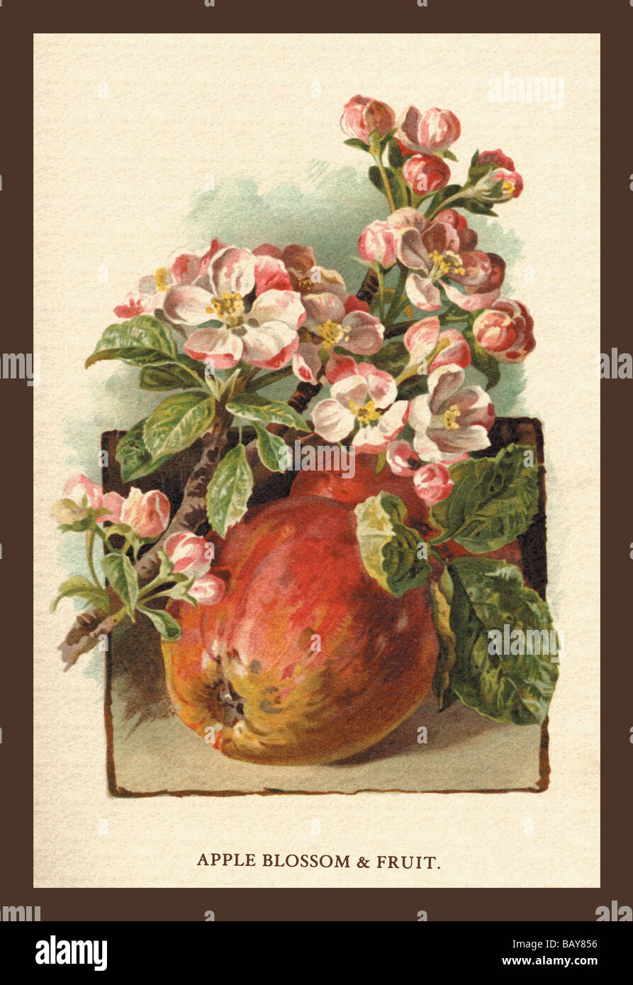 Apple Blossom & Fruit Stock Photo - Alamy
