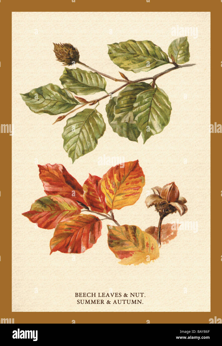 The Beech Leaves & Nut Stock Photo - Alamy