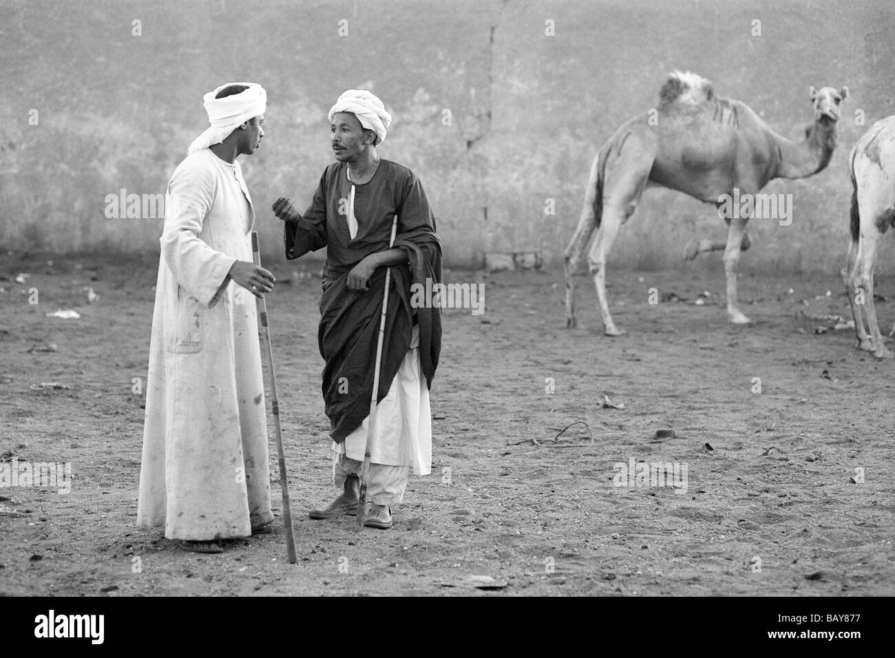 Camel Market Outside Cairo High Resolution Stock Photography and Images ...