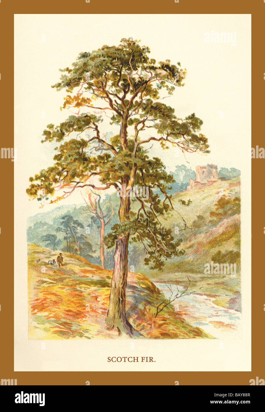Scotch fir hi-res stock photography and images - Alamy