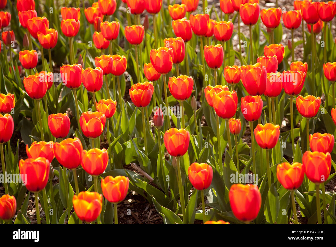 Brilliant scarlet flowers hi-res stock photography and images - Alamy