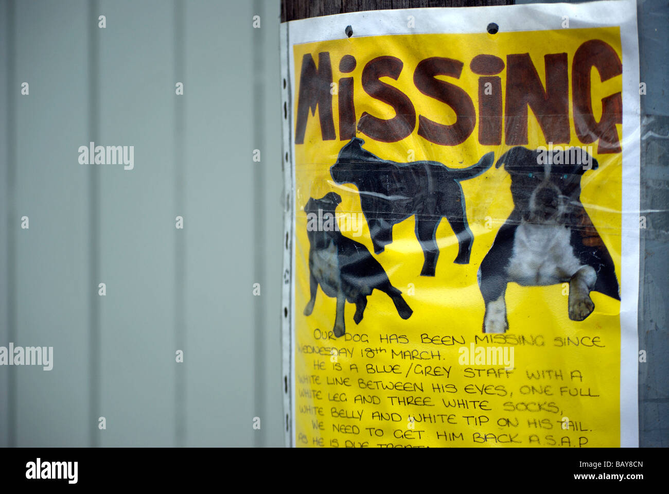Poster for missing dog hi-res stock photography and images - Alamy