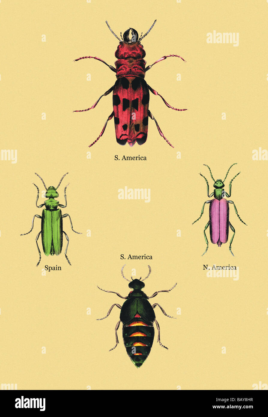 Beetles from North and South America and Spain #2 Stock Photo - Alamy