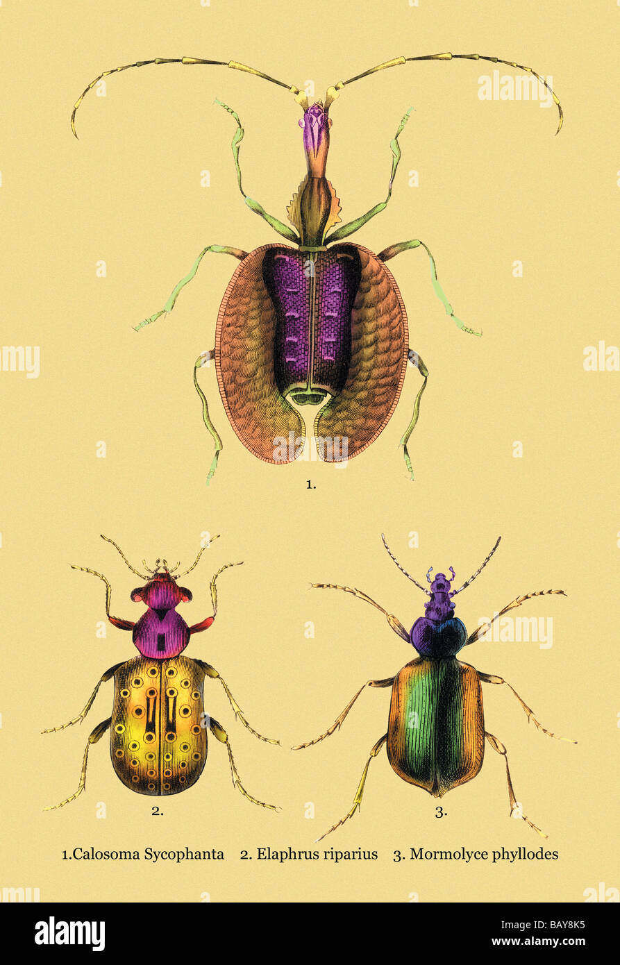 Beetles: Calosoma Sycophanta,Elaphrus Raperius et al. #2 Stock Photo ...