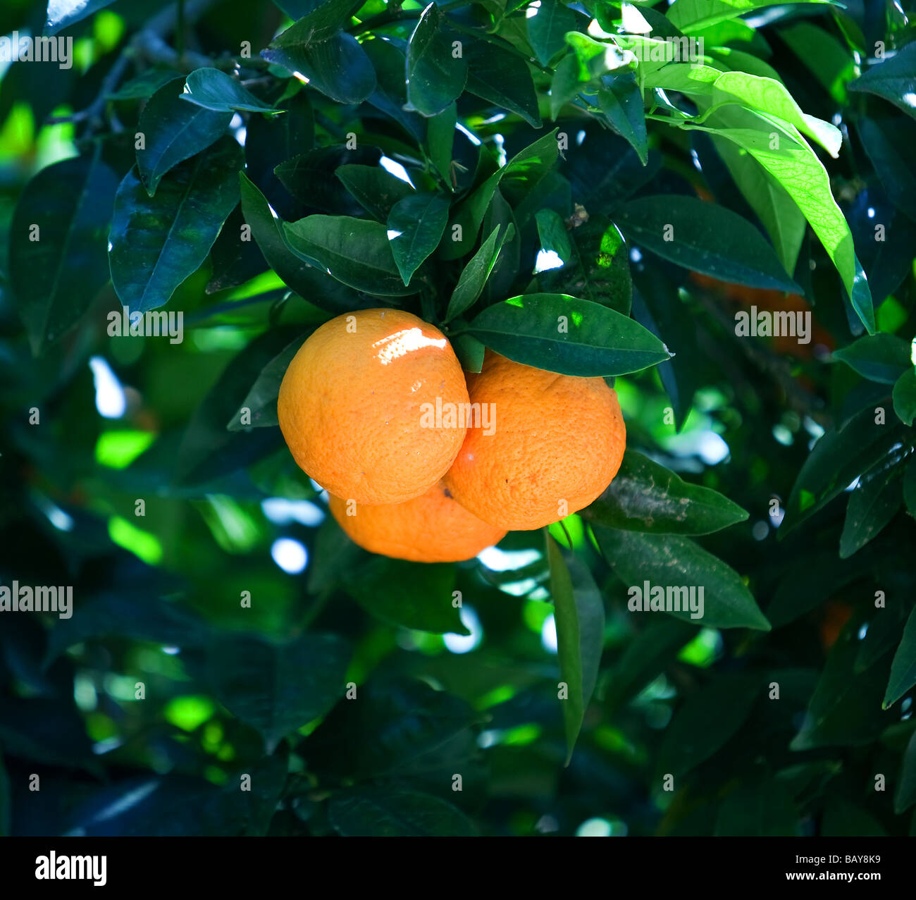 Oranges in a tree Stock Photo - Alamy